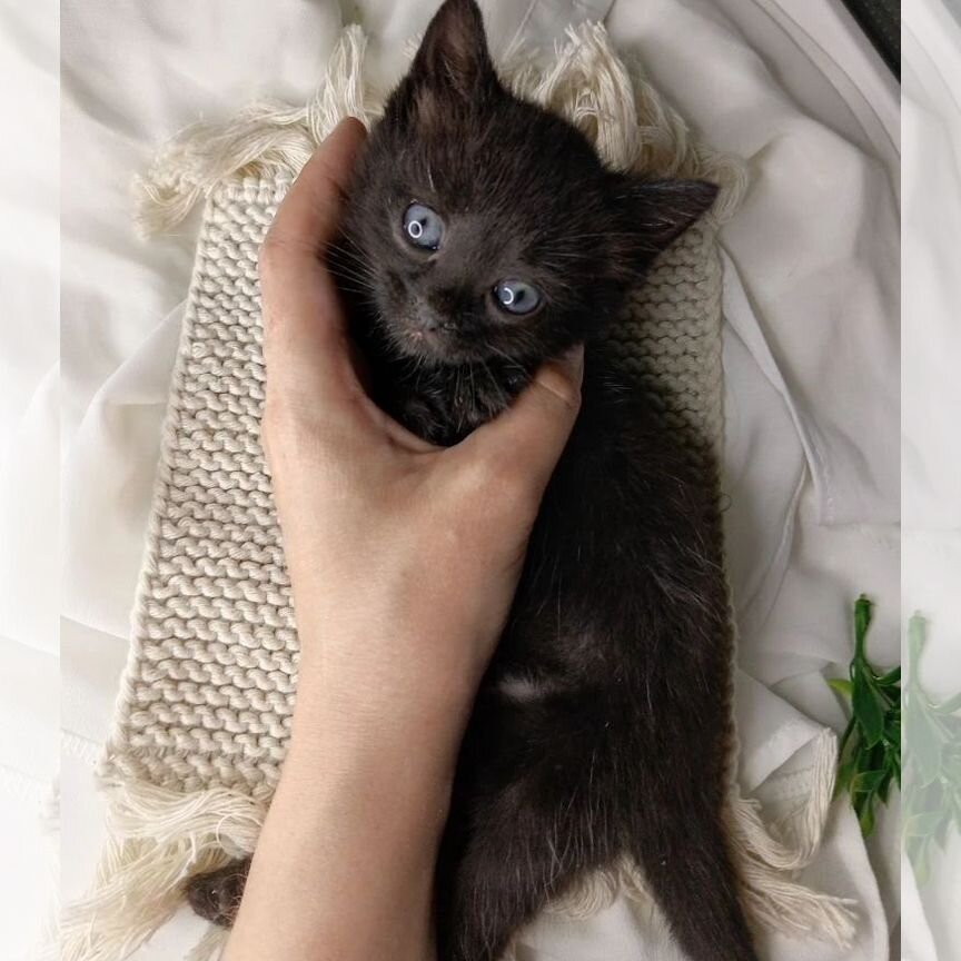 Котёнок в добрые руки
