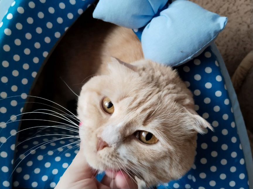 Котик Сима, шотландец