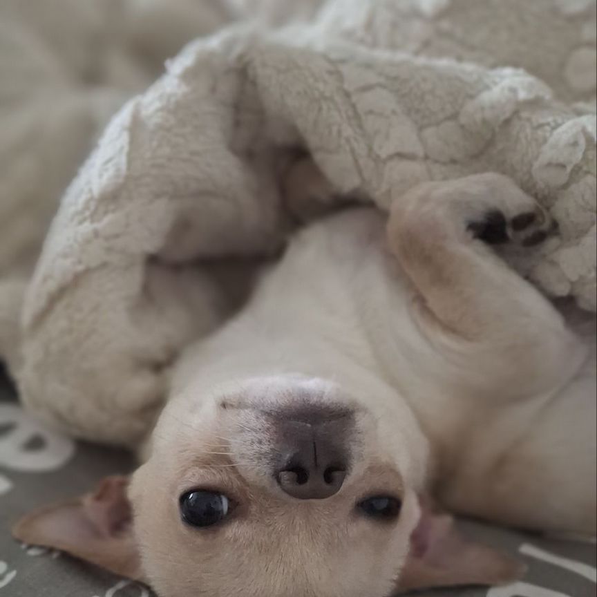 Чихуахуа мальчик