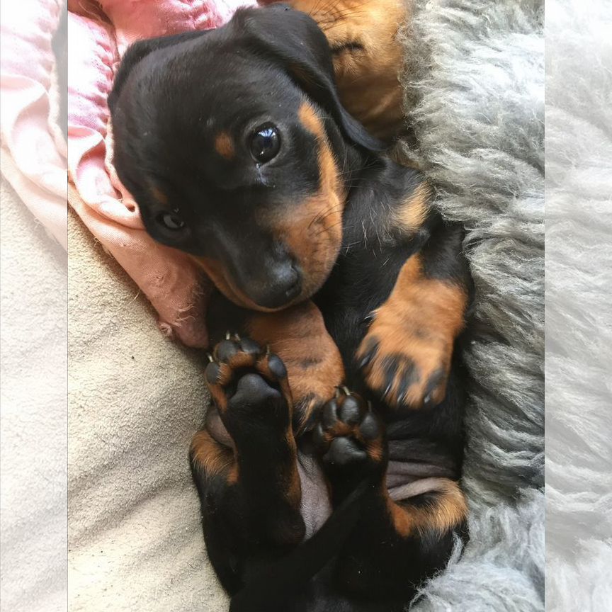 Такса, щенок