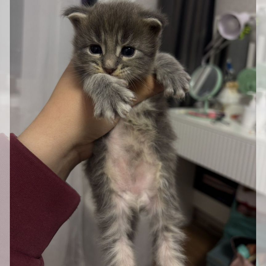 Мейн-кун котёнок