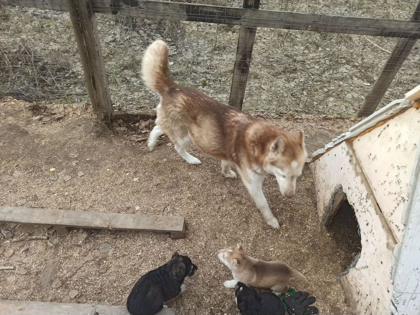 Щенки хаски бесплатно