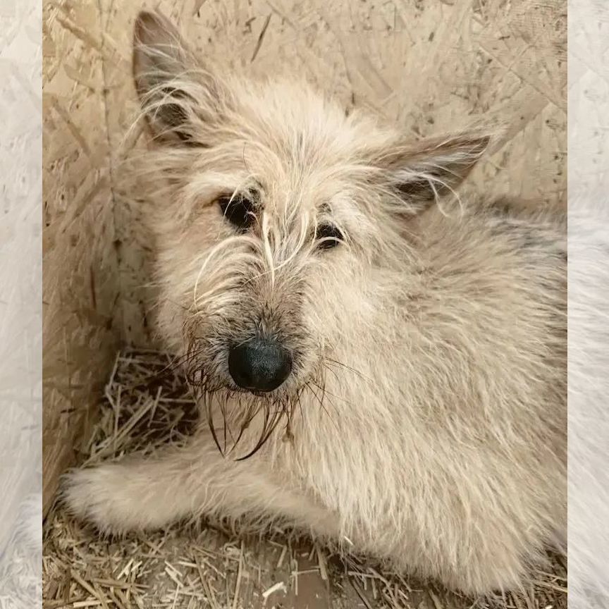 Щенок в добрые руки