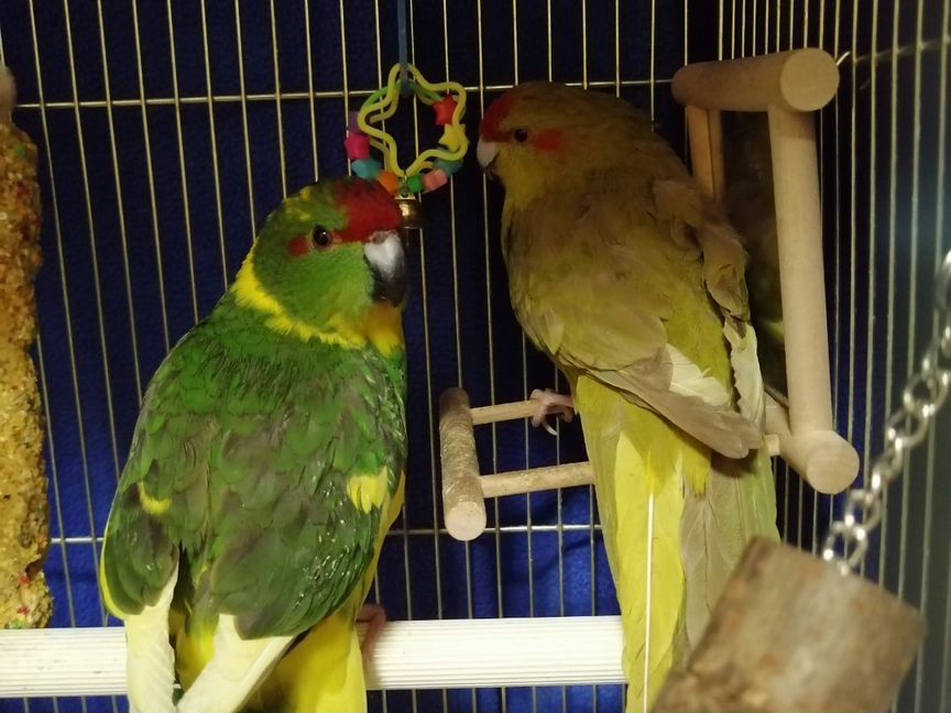 Попугай какарик 2 шт