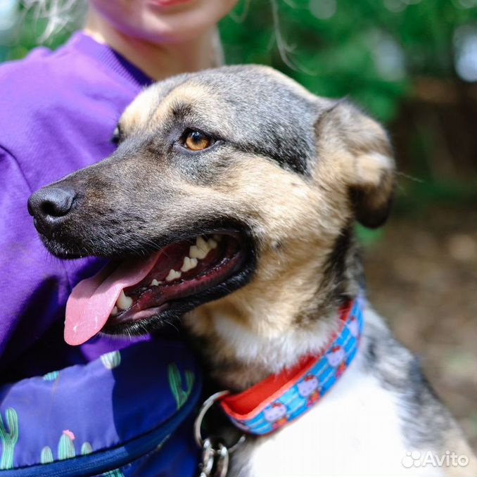 Собака, ориентированная на человека