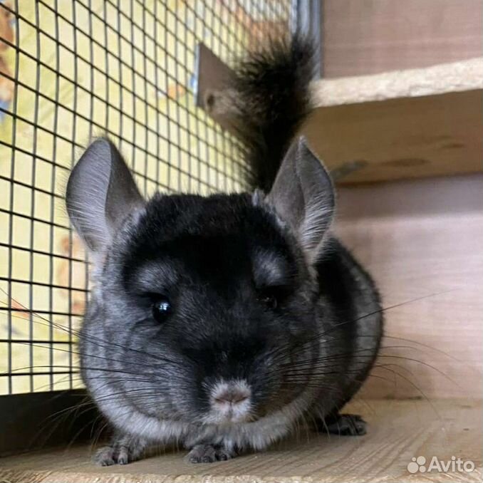 Шиншилла черный бархат носитель ангоры,нс,нф,6