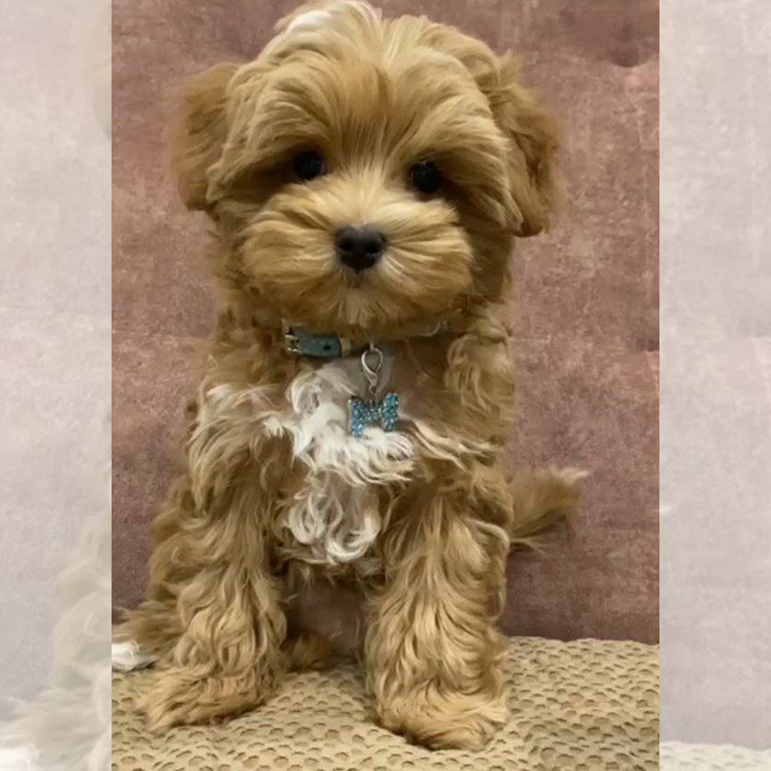 Мальтипу, щенок