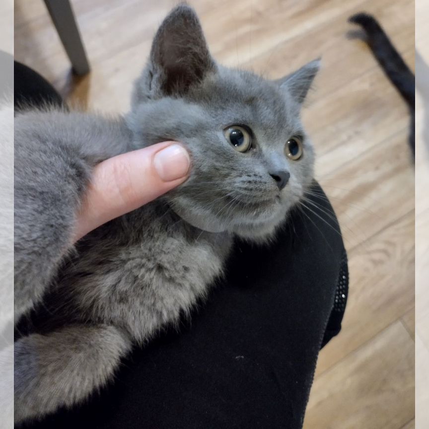 Британский короткошёрстный котёнок