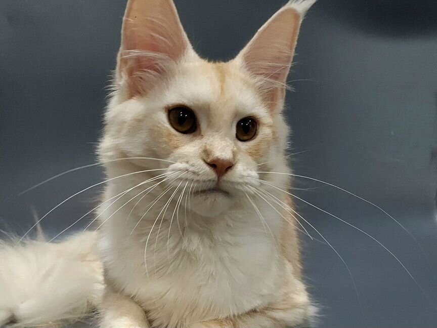 Мейн-кун самка с документами