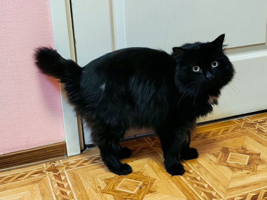 Философ Тоша