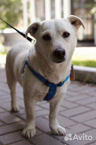 Кристи из приюта ищет дом