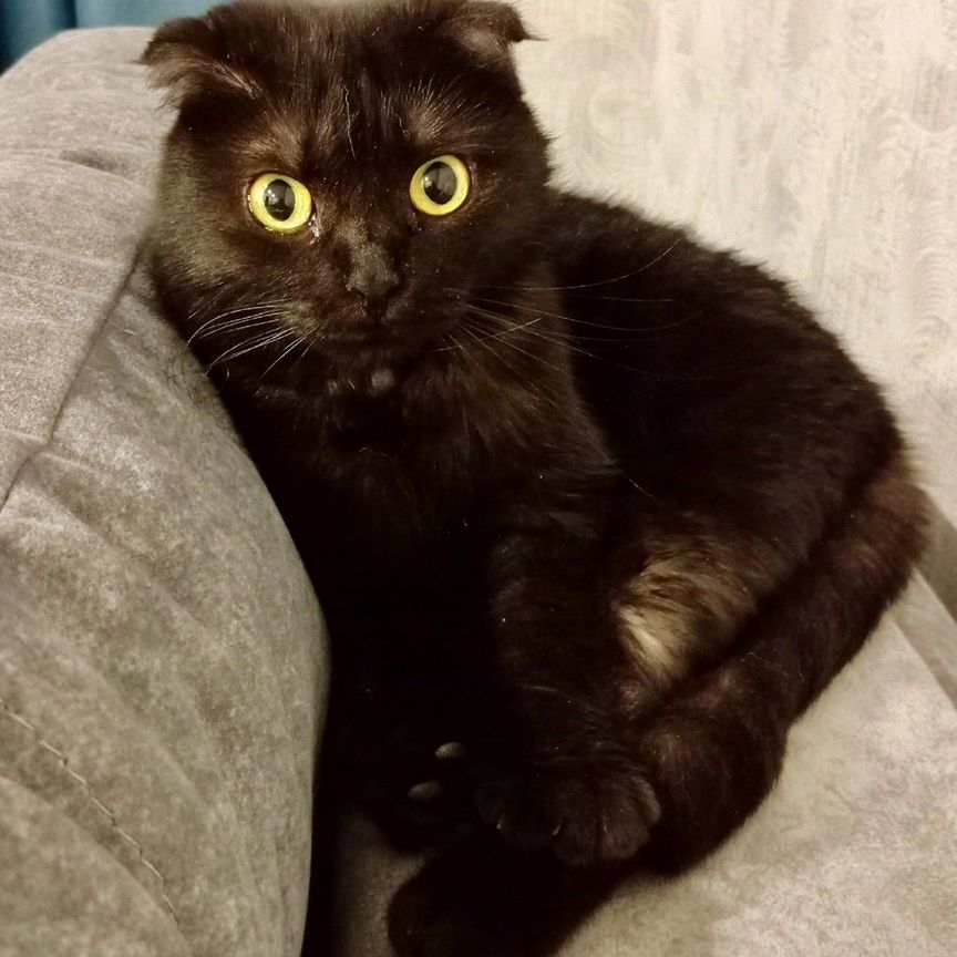 Шотландская вислоухая кошка