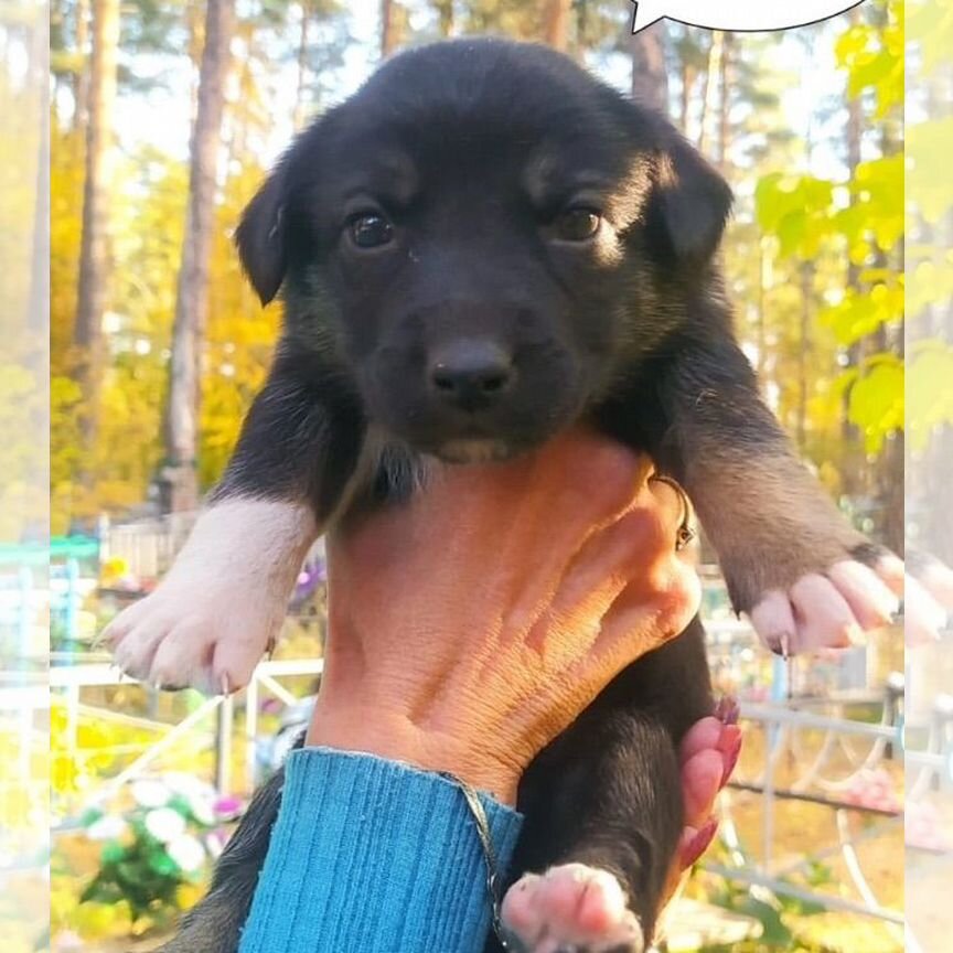 В дар маленькие щенки