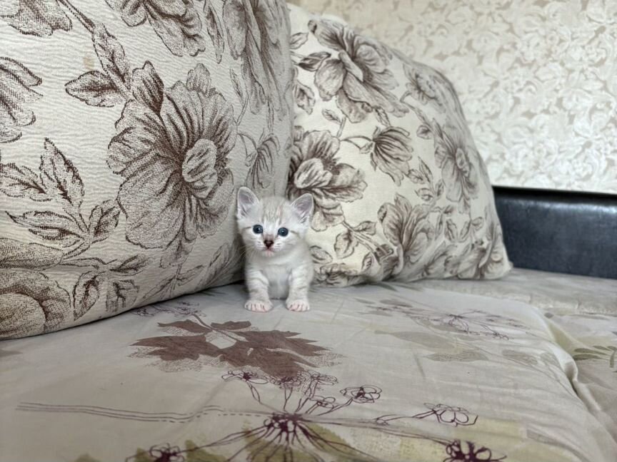 Котенок в добрые руки