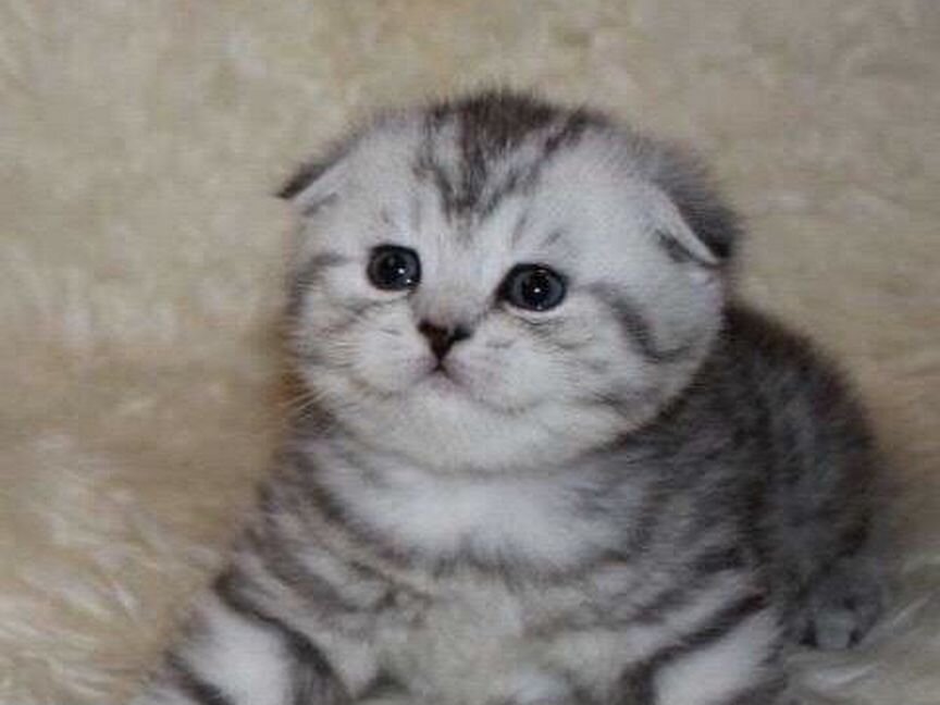 Шотландская вислоухая Вискас