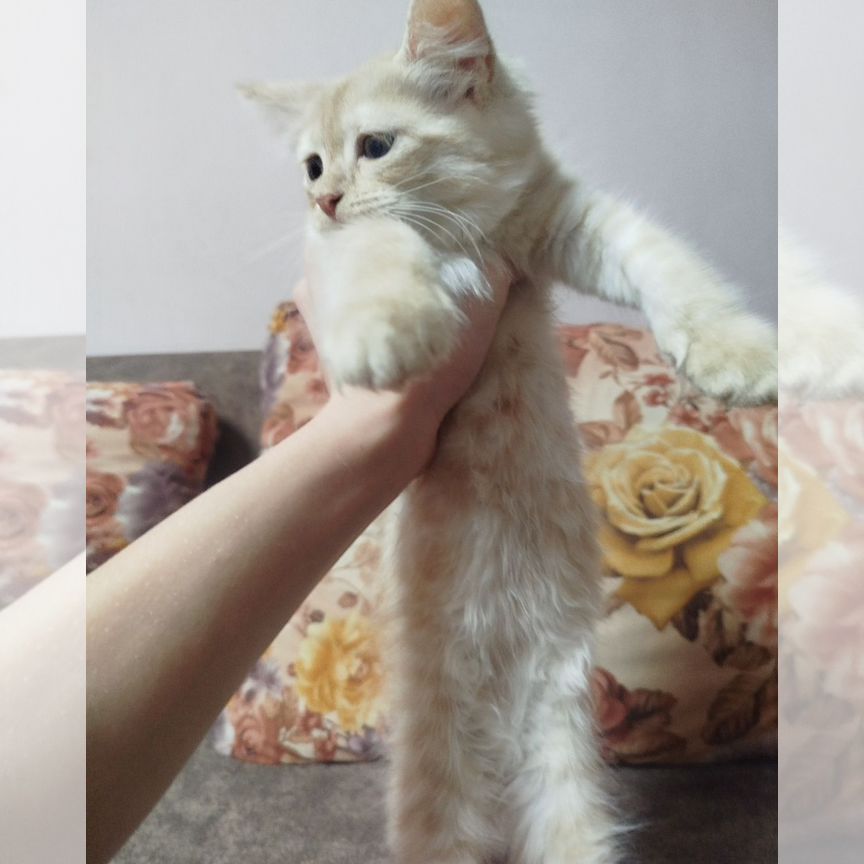 Котёнок в добрые руки