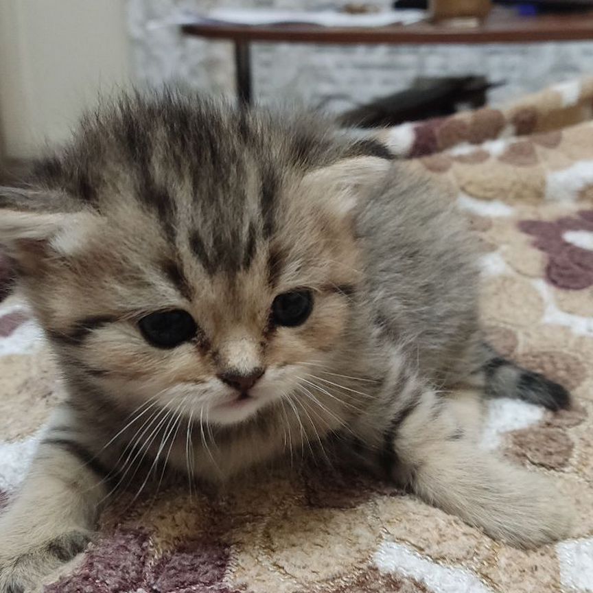 Шотландский вислоухий длинношёрстный котёнок