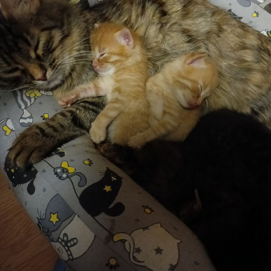 Отдам котят в добрые руки