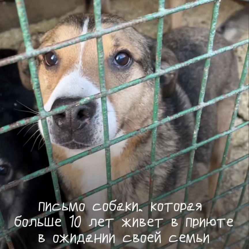 Собака 10 лет в приюте