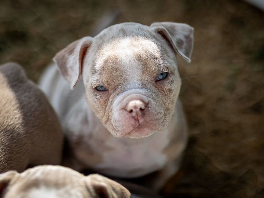 Американский булли, девочка Лея