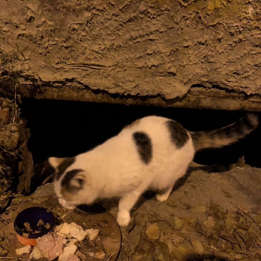 Заберите бедную кошечку