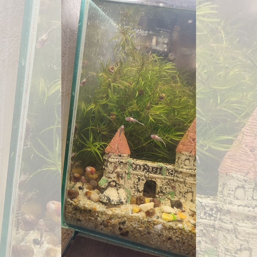 Антуриумная рыбка сом(анцитрус)