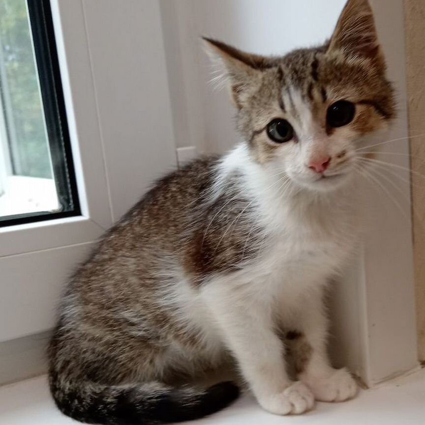 Котята в добрые руки бесплатно девочка