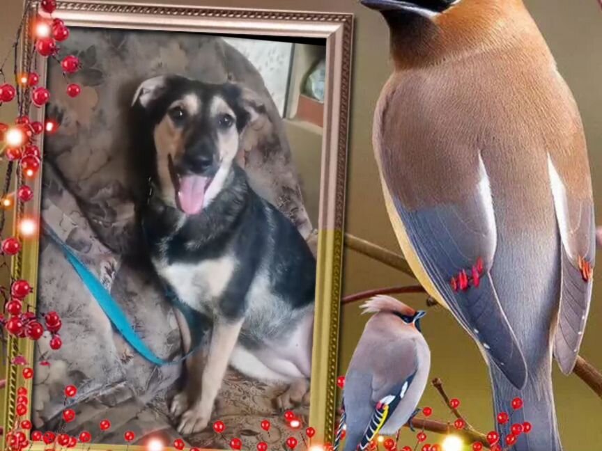 Ласковая воспитанная собачка, 8 месяцев