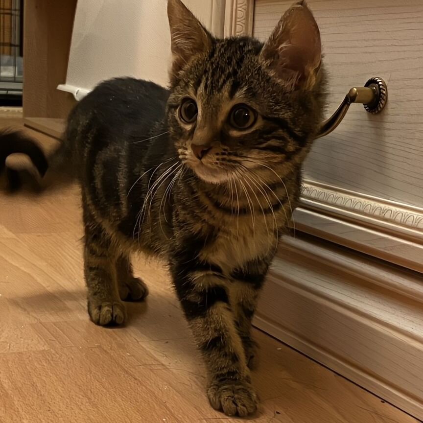 Котёнок в добрые руки