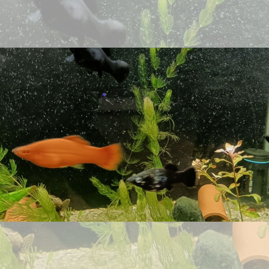 Моллинезии, меченосцы