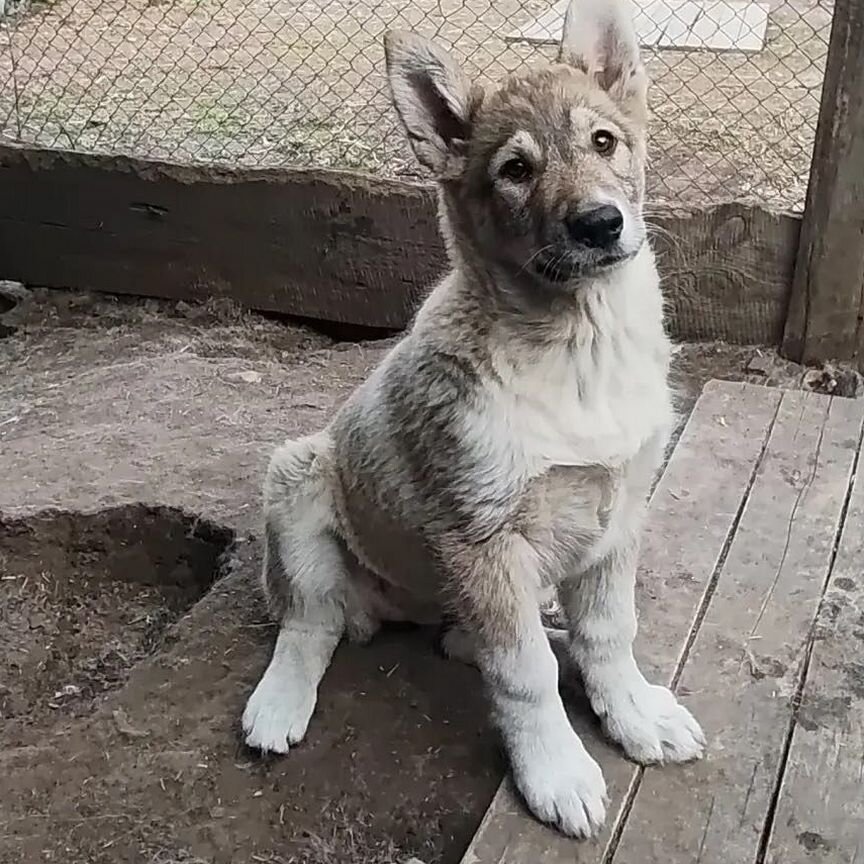Щенок в добрые руки