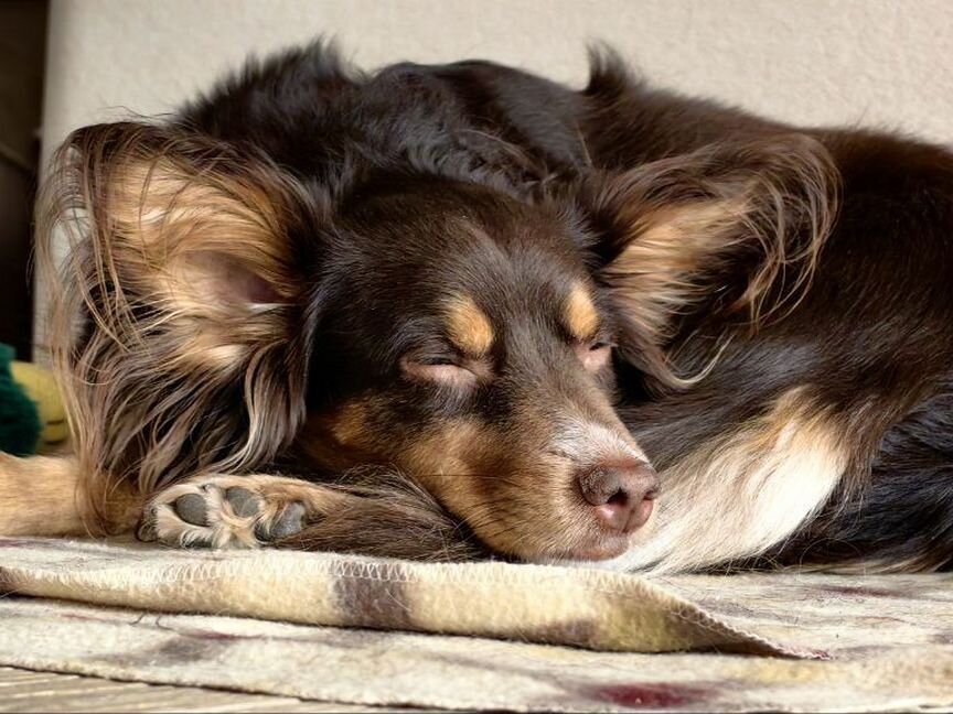 Собака в добрые руки