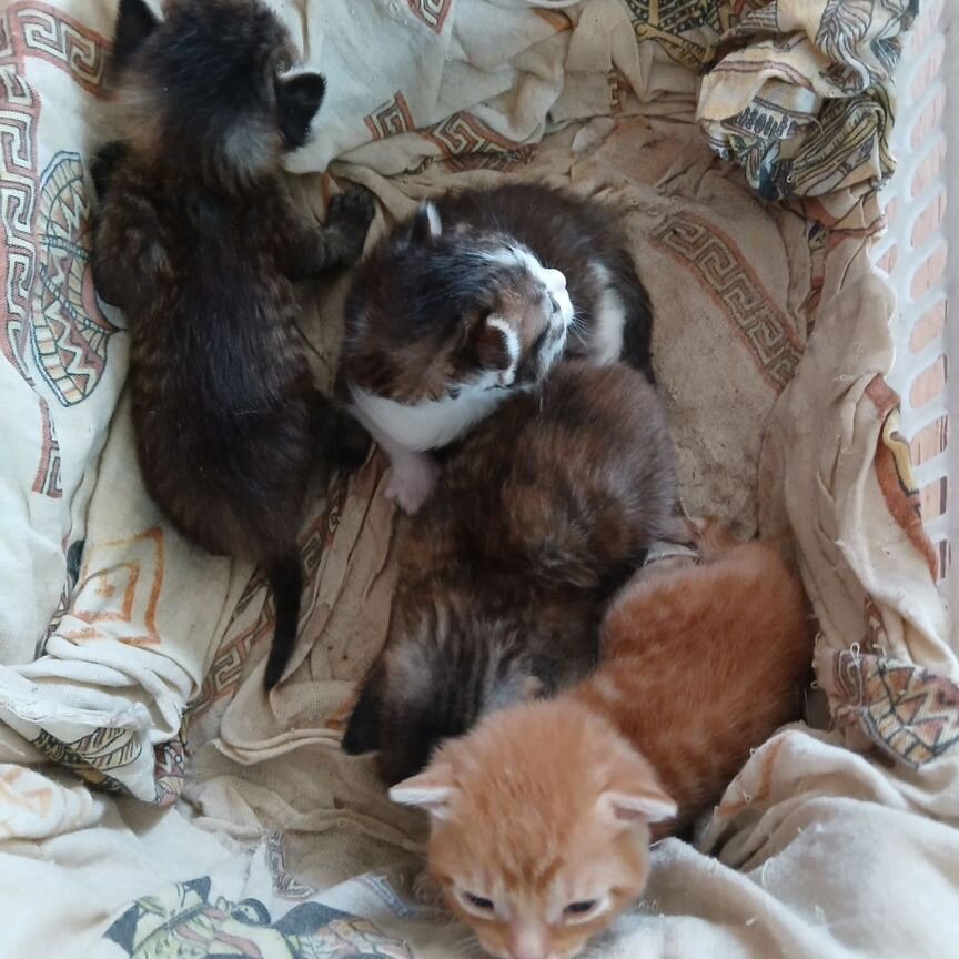 Котята в добрые руки