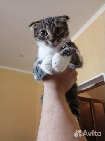 отдам даром вислоухих котят