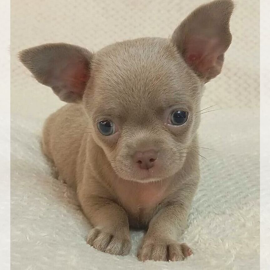 Лиловый малыш чихуахуа