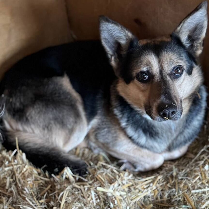 Взрослая собака в добрые руки