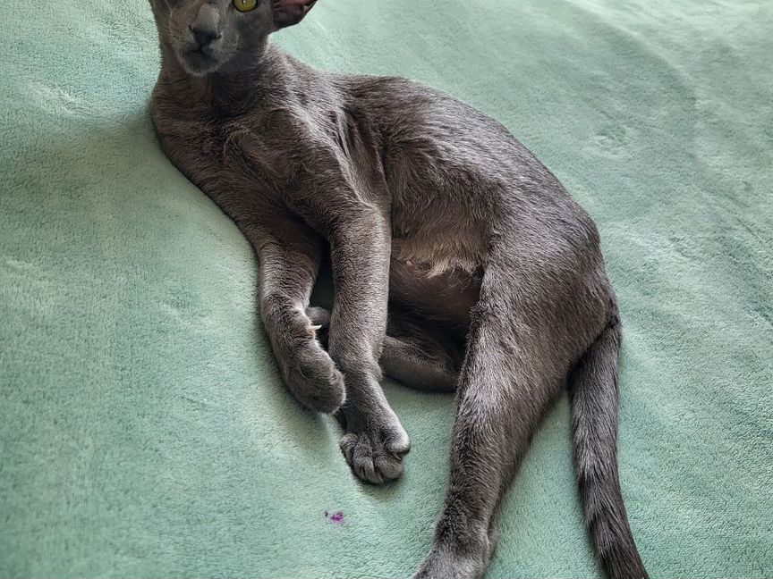 Ориентальная