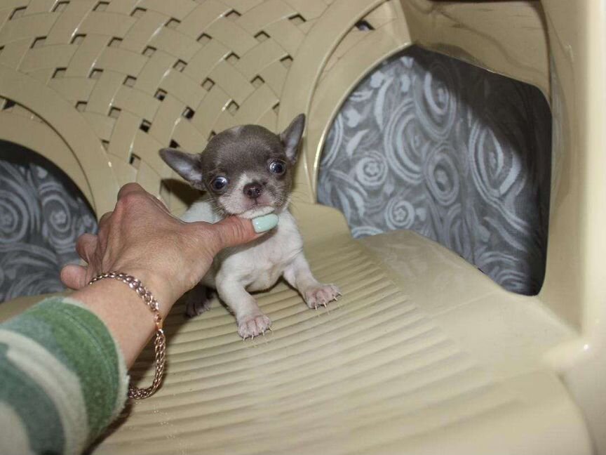 Шикарный чихуа. Есть другие