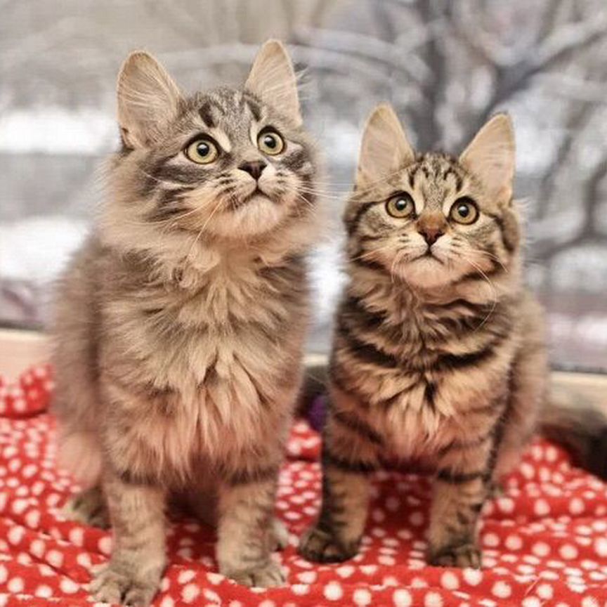 Котята в добрые руки даром