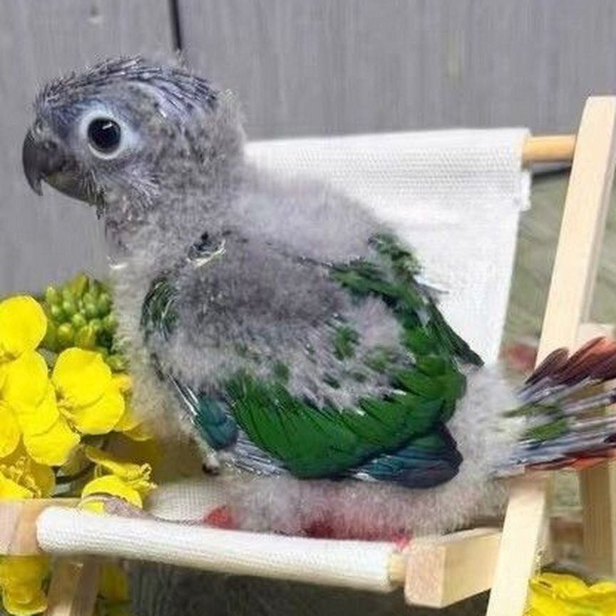 Попугай Ручной Пирурра Выкормыши