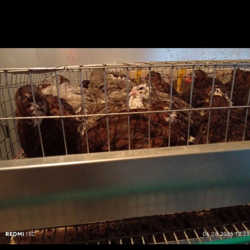 Перепела Селадоны Самочки-несушки