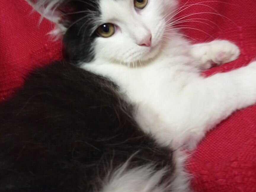 Котенок мальчик пушистые штанишки