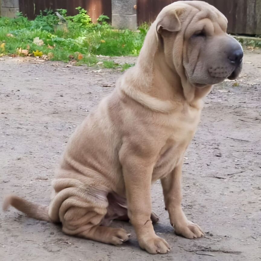 Шарпей, щенок