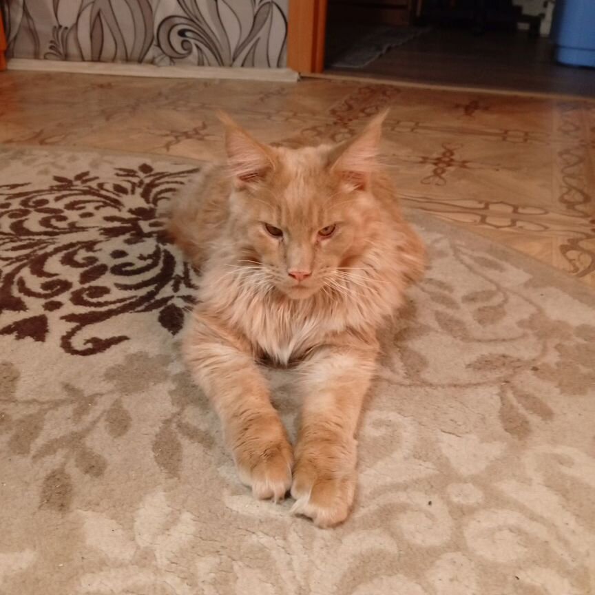 Отдам в хорошие руки, ходит в лоток кушает все