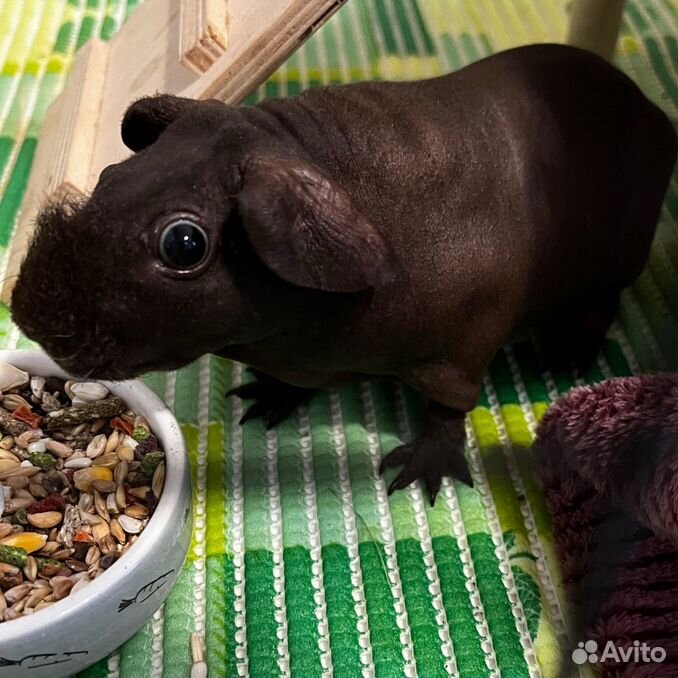 Морские свинки девочки