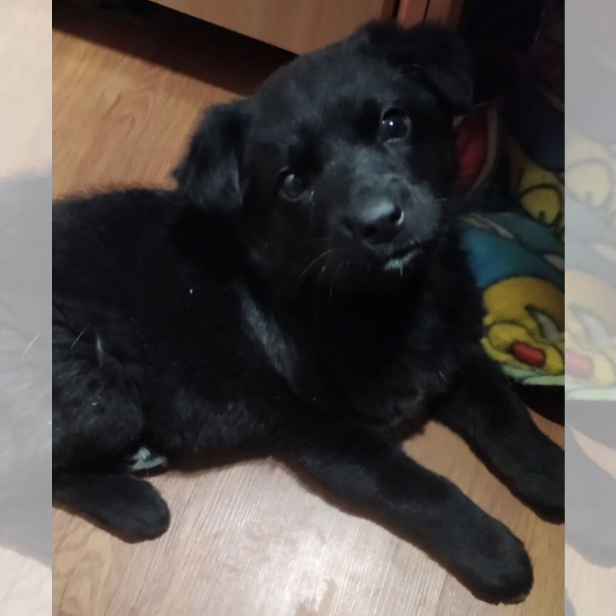 Щенок в добрые руки