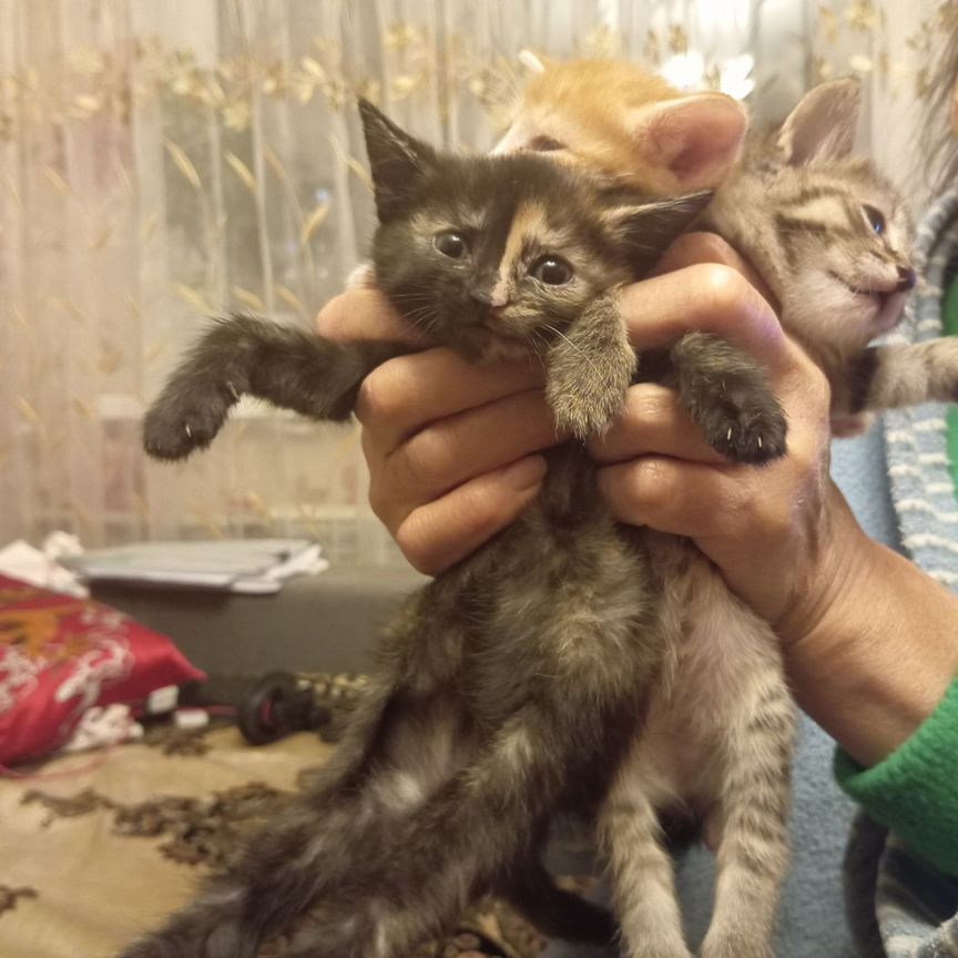Котята