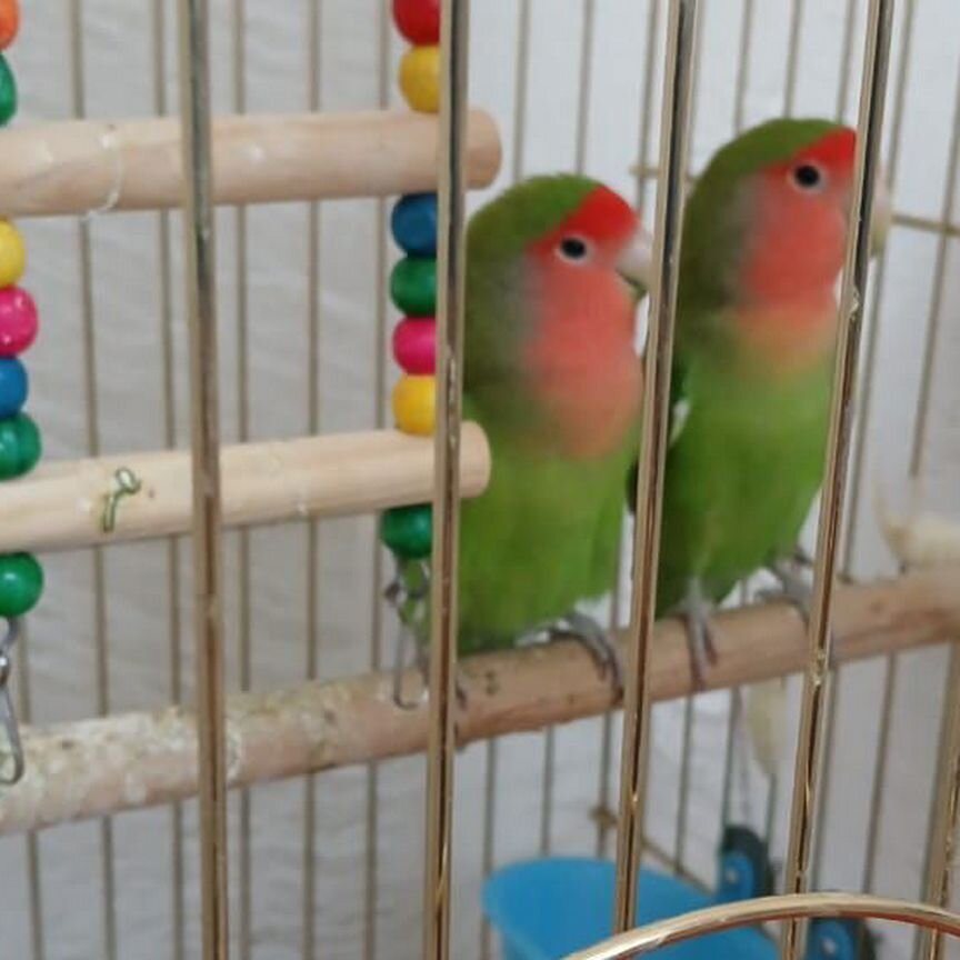 Неразлучники попугаи