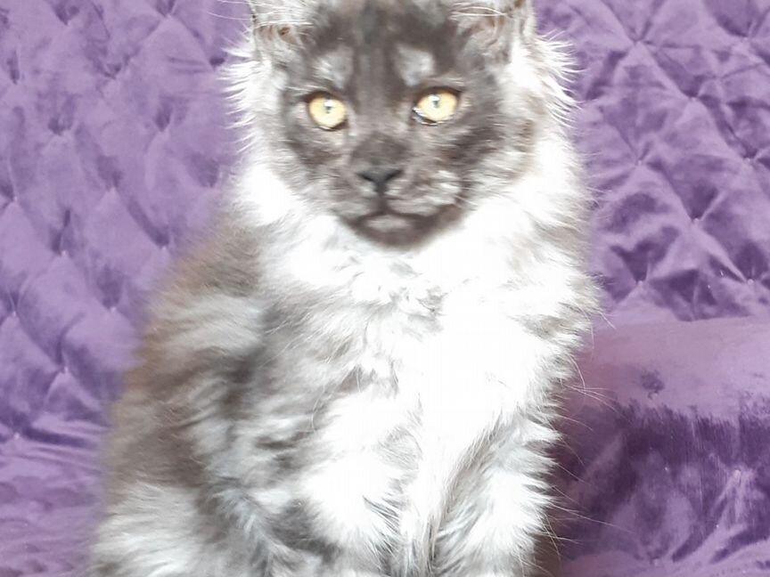 Котик породы мейкунов