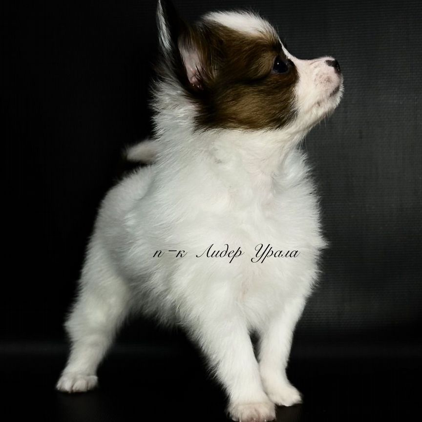 Континентальный той-спаниель папильон, щенок